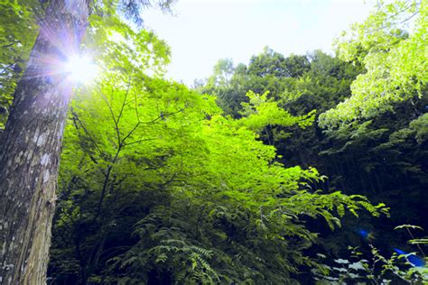 自然の中で過ごすのが良い理由。自然の中を歩き・立ち止まる瞑想 公認心理師・臨床心理士による依存症支援＆マインドフルネス『マインドフルネス