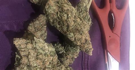 Wonder Woman Best Bud 11g Smells Sweet And Super Sticky Wishing I