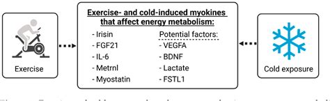Figure 2 From The Potential Roles Of Myokines In Adipose Tissue