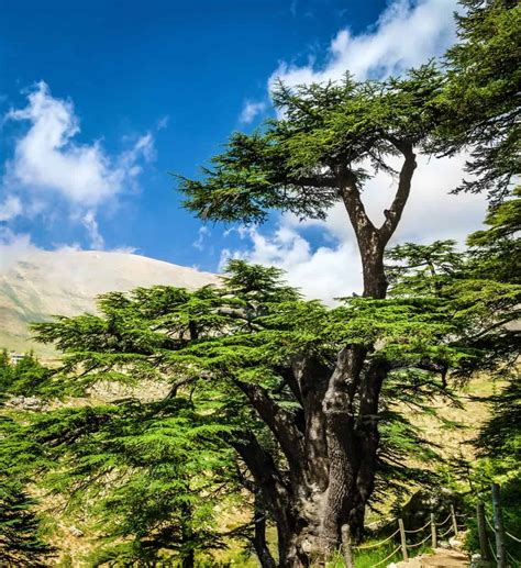 7 Cedar Tree Benefits ProGardenTips