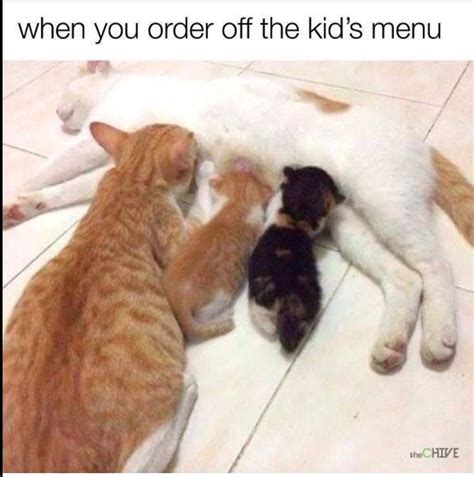 Pin By Charlene Chambers On Cuteness Cat Memes Funniest Cat Memes
