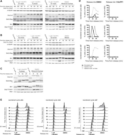 Cdk Substrate Phosphorylation And Ordering The Cell Cycle Pmc