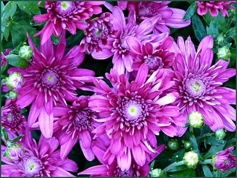 Solve Chrysant Jigsaw Puzzle Online With 130 Pieces