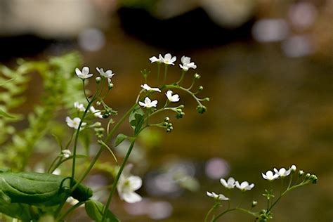 ツルカメバソウタチカメバソウユウシュンランミヤマキケマン 野の花づくし蔵王のふもとから