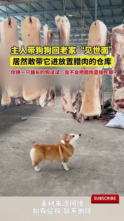 主人帶狗狗回老家“見世面”，居然敢帶它進放置臘肉的倉庫，“妳換壹只腿長的狗試試，會不會把臘肉直接吃掉” Cuteanimal Pets