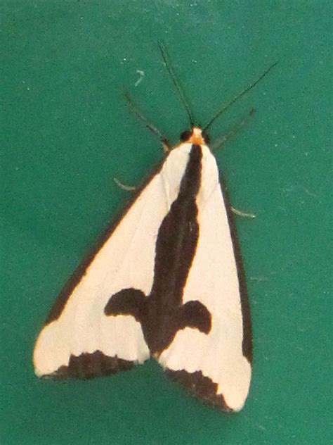 Clymene Moth The Smell Of Molten Projects In The Morning