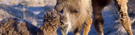 Breeding Programme Wild Camel