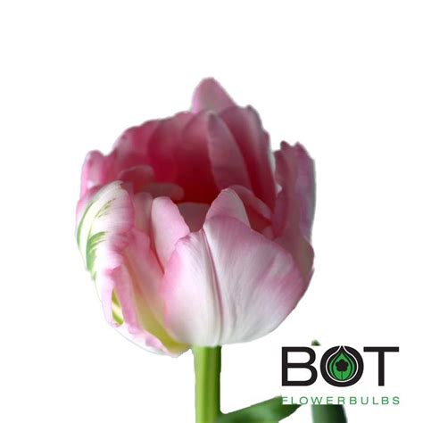 Finola – Bot Flowerbulbs