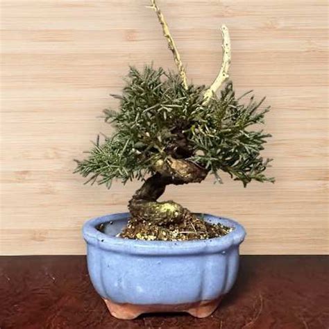 Elegant Juniper Tree Buy Dwarf Juniper Tree Online Japan