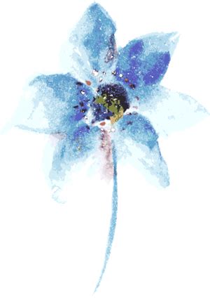 蓝星花图片简笔画 蓝星花简笔画 简笔画图片大全 第2页 大山谷图库