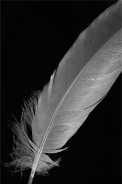 An Insiders Look At The Feather A Marvel Of Bioengineering