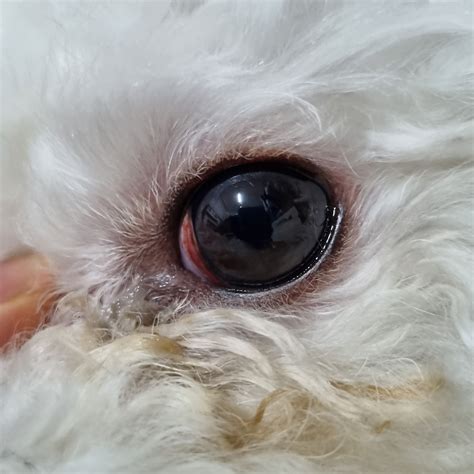 강아지 눈 왜이런걸까요ㅠㅡㅠ