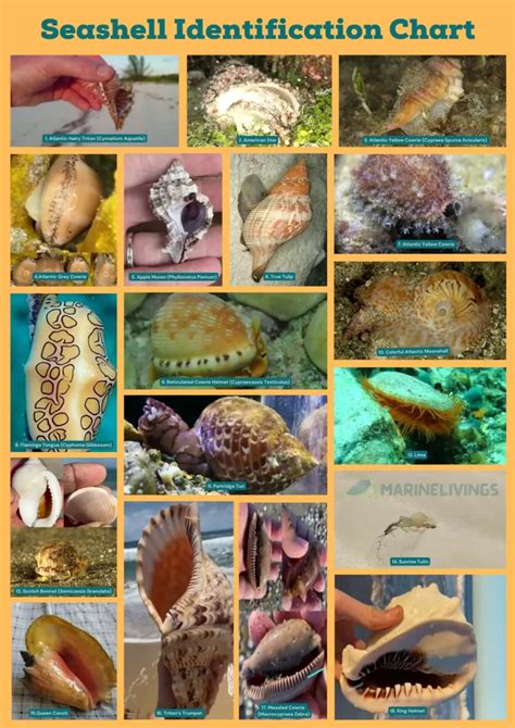 A Complete Guide To Shell Identification [18 Kinds Of Seashells Easily Explained] Marine Livings