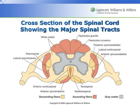 Ppt Chapter 60 Assessment Of Neurologic Function Powerpoint
