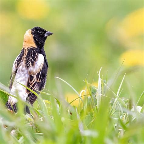 Bobolink Camp Flying Deer Nature Center Bobolink Camp Flying Deer Nature Center