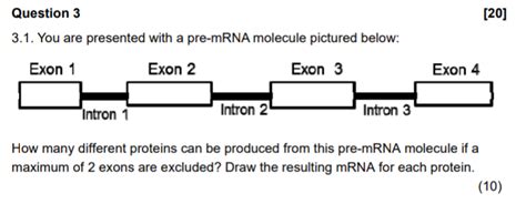 Solved You Are Presented With A Pre Mrna Molecule Chegg