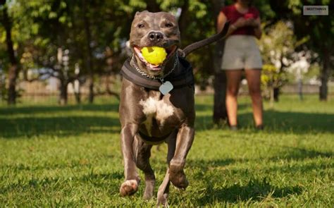 Pit Bull Description Temperament Images Breeds And Fact