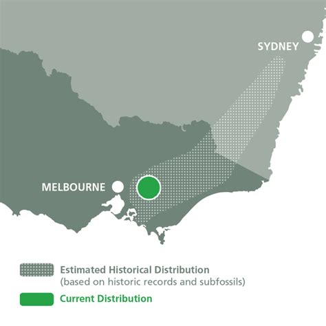 Distribution And Habitat Friends Of Leadbeaters Possum Inc