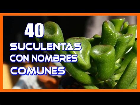 Descubre los nombres de cactus y suculentas más populares
