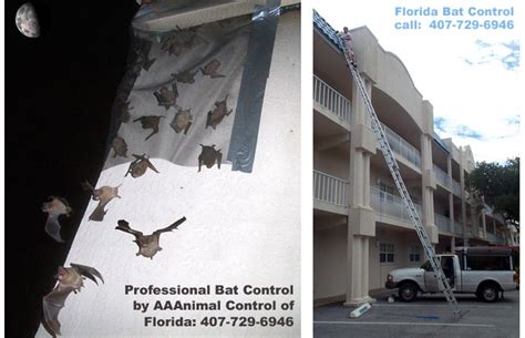 Pest Control Bats