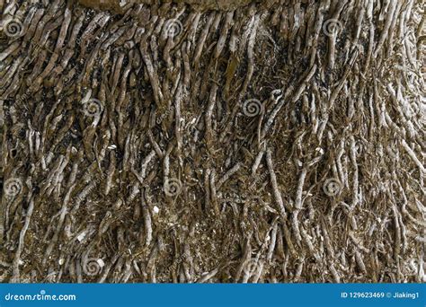 Tree Root Texture Stock Image Image Of Natural Garden 129623469