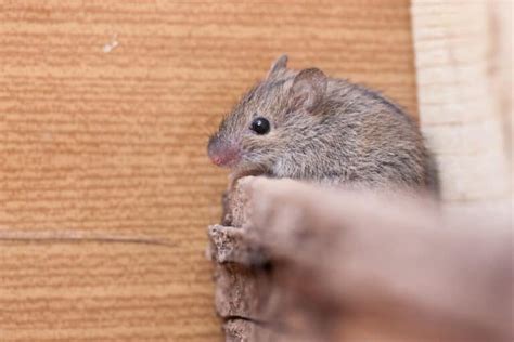 How To Use Copper Mesh To Keep Mice Out It Works Pest Pointers