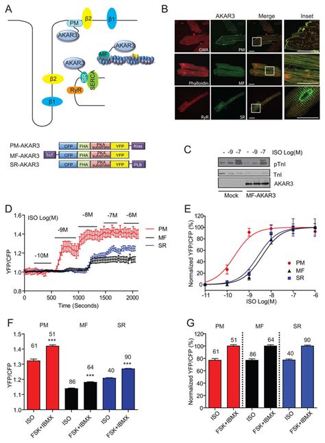 Generation Of Cardiac Myofilament Targeted Fret Biosensors A Schematic