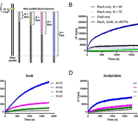 Polθ Promotes Dna Synapse Formation And Strand Annealing Separately Download Scientific Diagram