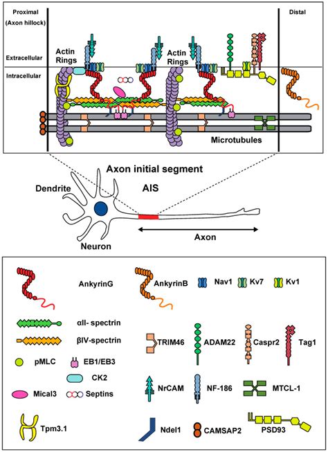 Pathophysiological Roles Of Abnormal Axon Initial Segments In