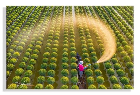 Làng Hoa Sa Đéc Rộn Ràng Khoe Sắc Dịp Tết đến Xuân Về Qua Lăng Kính Của