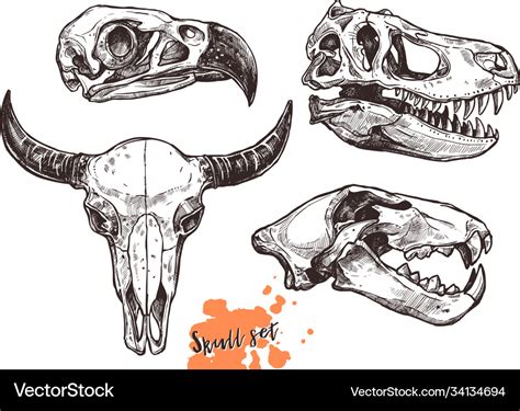 Lion Skull Diagram