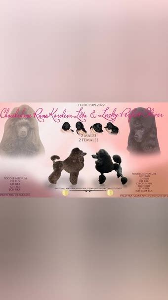 Предлагаются к бронированию щенки среднего пуделя чёрного окраса 2 девочки и 2 мальчика Дата