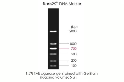 Trans2k® Dna Marker