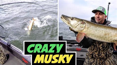 This Musky Is Crazy Ft Todays Angler Youtube