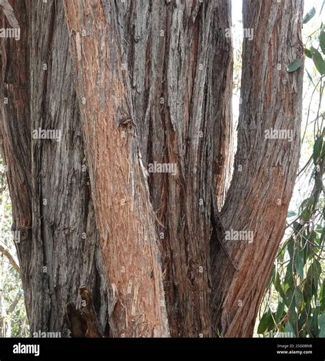 Red Stringybark Eucalyptus Macrorhyncha Plantae Heathmont Vic 3135