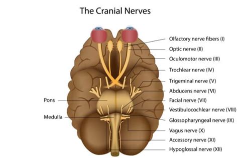 Cranial Nerve Palsy Cn Iii Iv Vi And Vii Palsy
