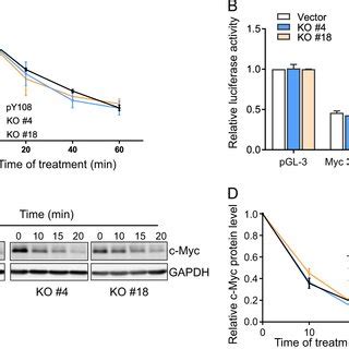 LINC00346 Has No Effect On C Myc MRNA Or Protein Stability A Half Life
