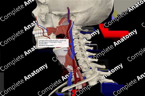 Longitudinal Muscular Layer Of Esophagus Thoracic Part Posterior