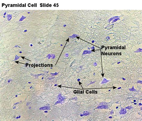 Pyramidal Neurons And Glial Cells