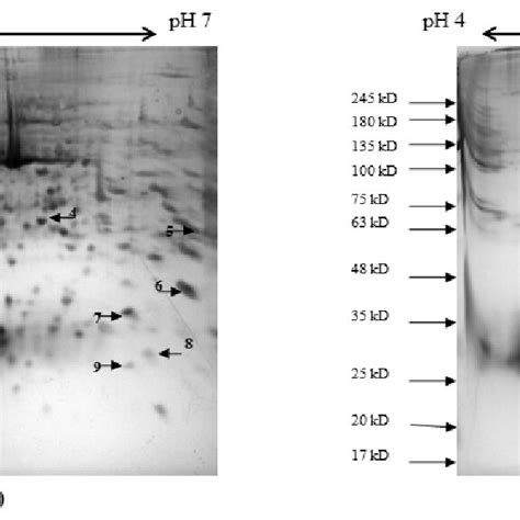 Representative Images Of MDA MB 231 Cells Showing A MDA MB 231 Cells