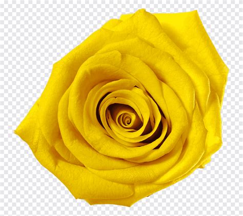 Garden Roses Cut Flowers Petal Rose Flower Rose Order Png PNGEgg