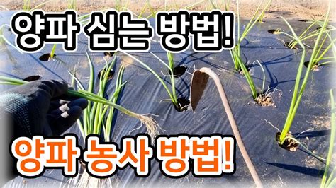 양파 양파 심는 방법 양파 농사 방법 2022년 양파 심기 소농 농사일기 Youtube