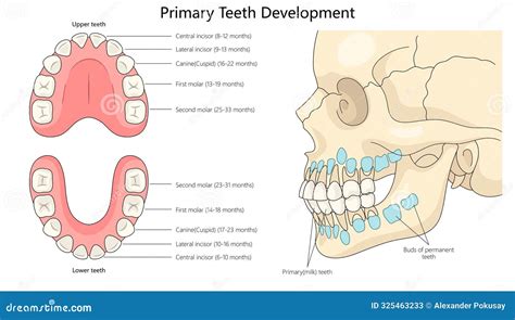 Primary Teeth Development Diagram Medical Science Stock Illustration