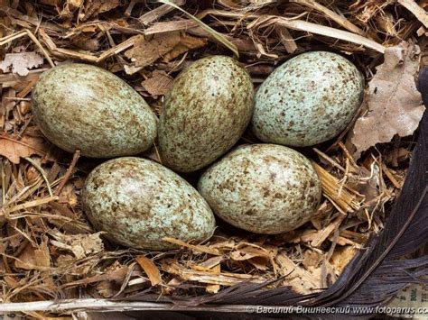 Грачи вестники весны Художественно эстетическое развитие детей в