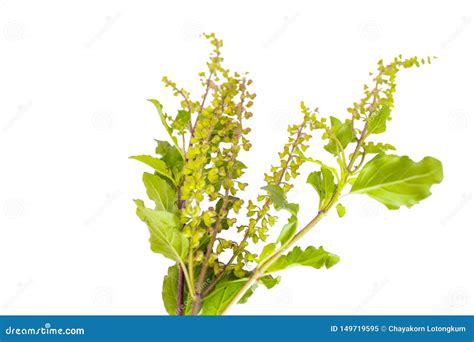 Santu Rio Santamente Da Manjeric O Ou Do Ocimum No Fundo Branco Imagem