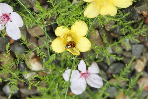 Ladybug Fun Photograph By Sarah Marmolejo Fine Art America