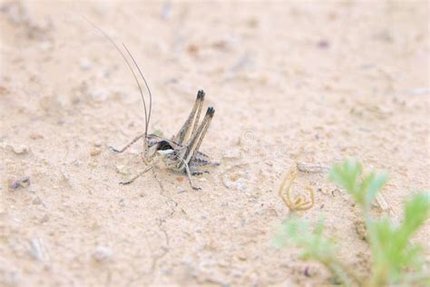 Long Horned Grasshopper Nymph Stock Image Image Of Natural Nature