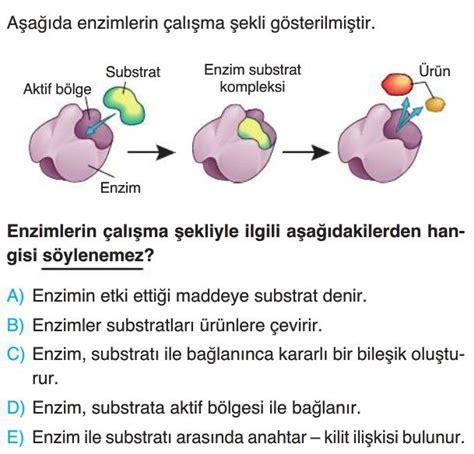 Enzimler Test Çöz 9 Sınıf Biyoloji Yeni Nesil Sorular