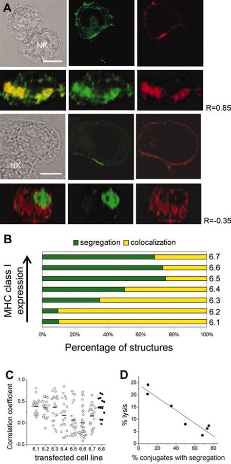 Segregation Of Hla C From Icam 1 At Nk Cell Immune Synapses Is