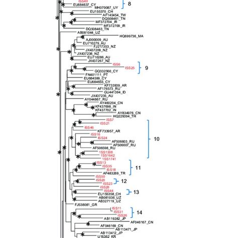 Maximum Likelihood Phylogenetic Tree Of The Second Dataset HCV1b